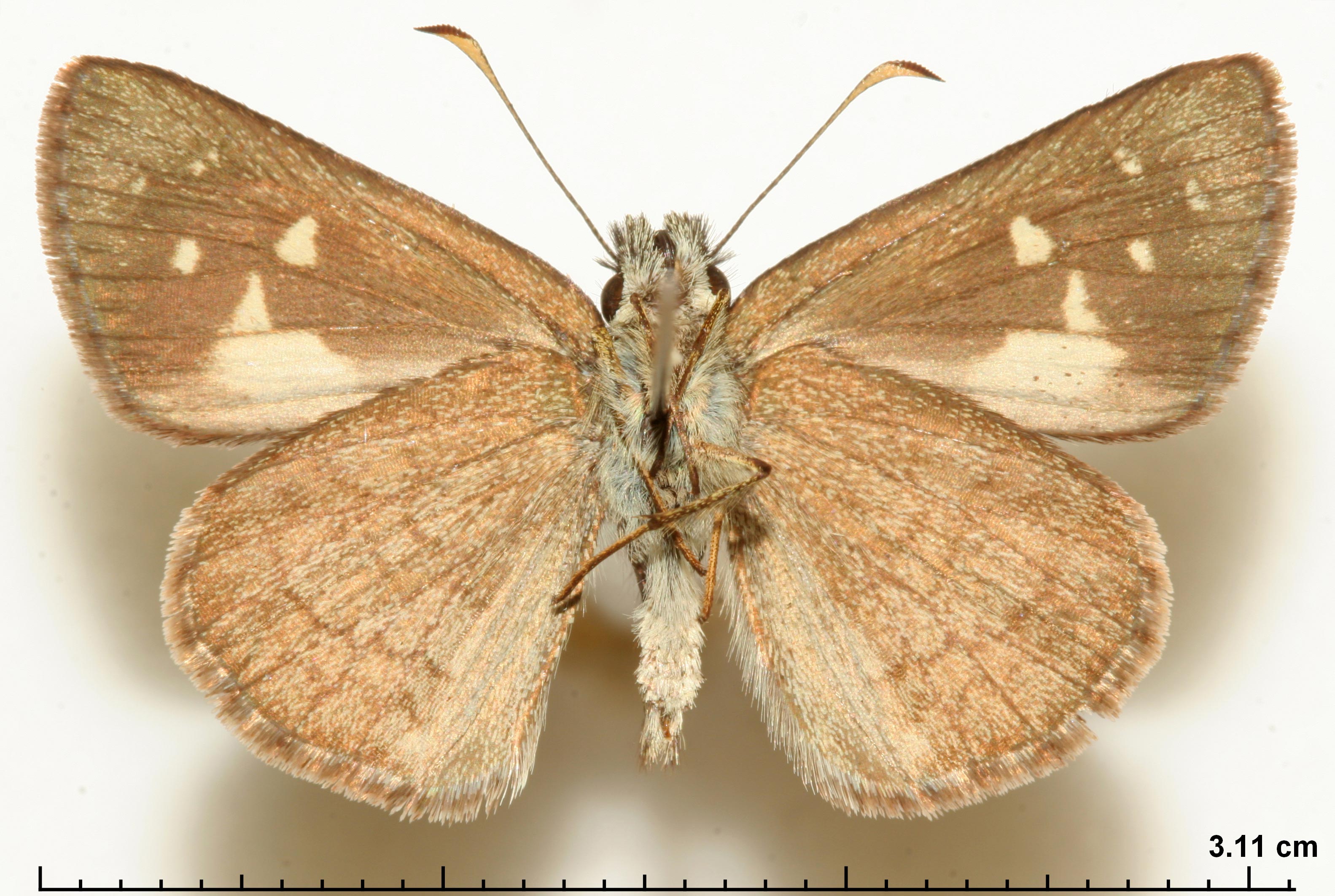 Dalla ibhara (pinned specimens)